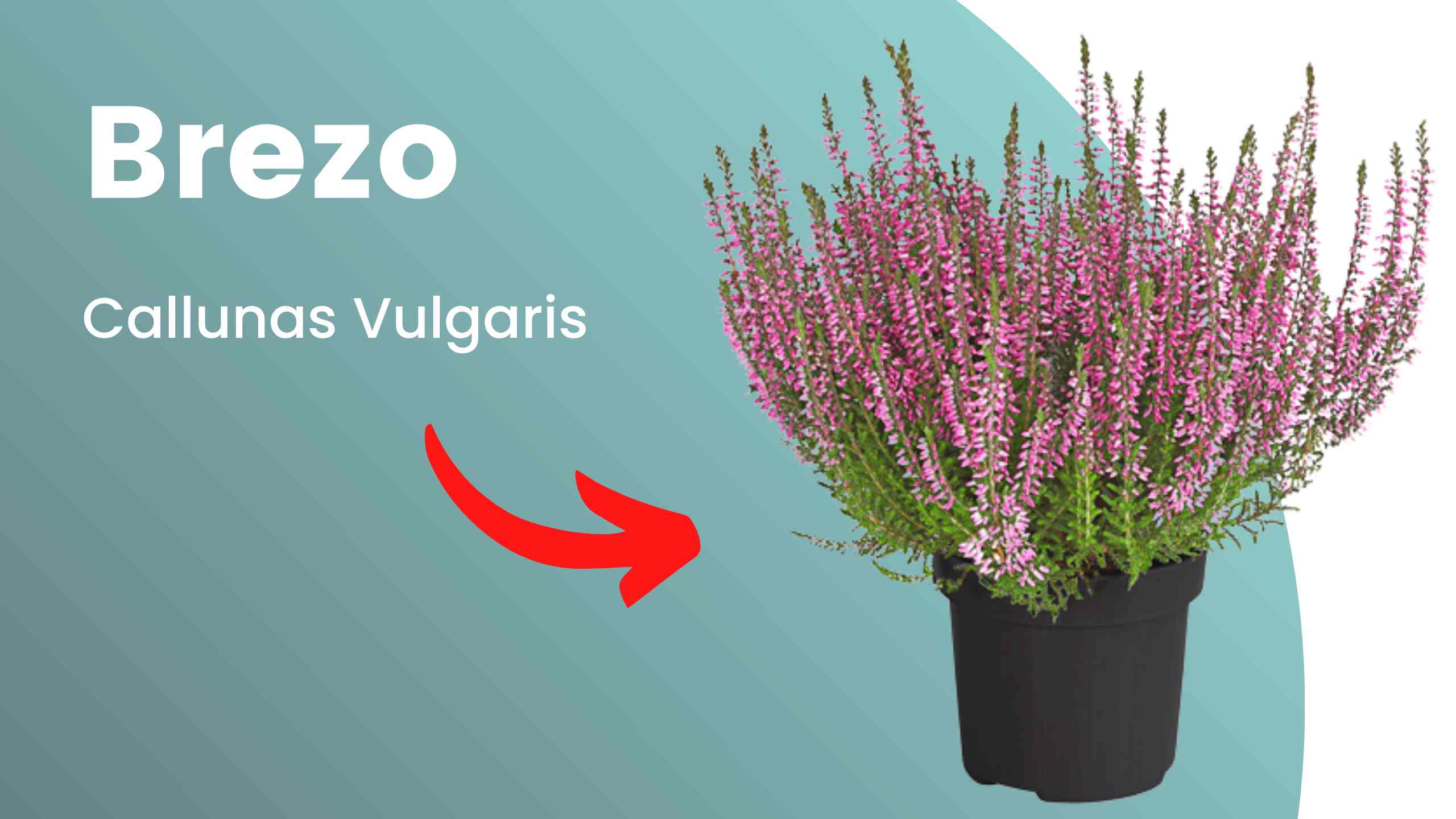 Cuidados de brezo (Calluna vulgaris) - Consejos Doy