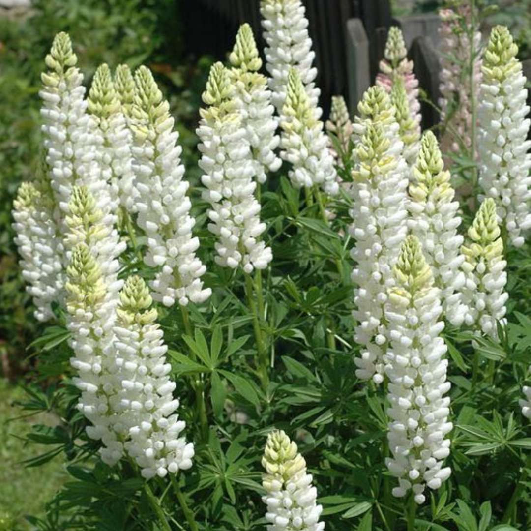 Planta del altramuz (Lupinus albus) - Consejos Doy